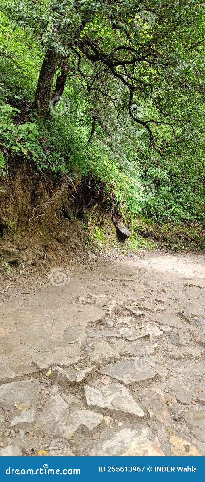 Old Road in Peaceful Forest with Trees. Stock Image - Image of peaceful ...