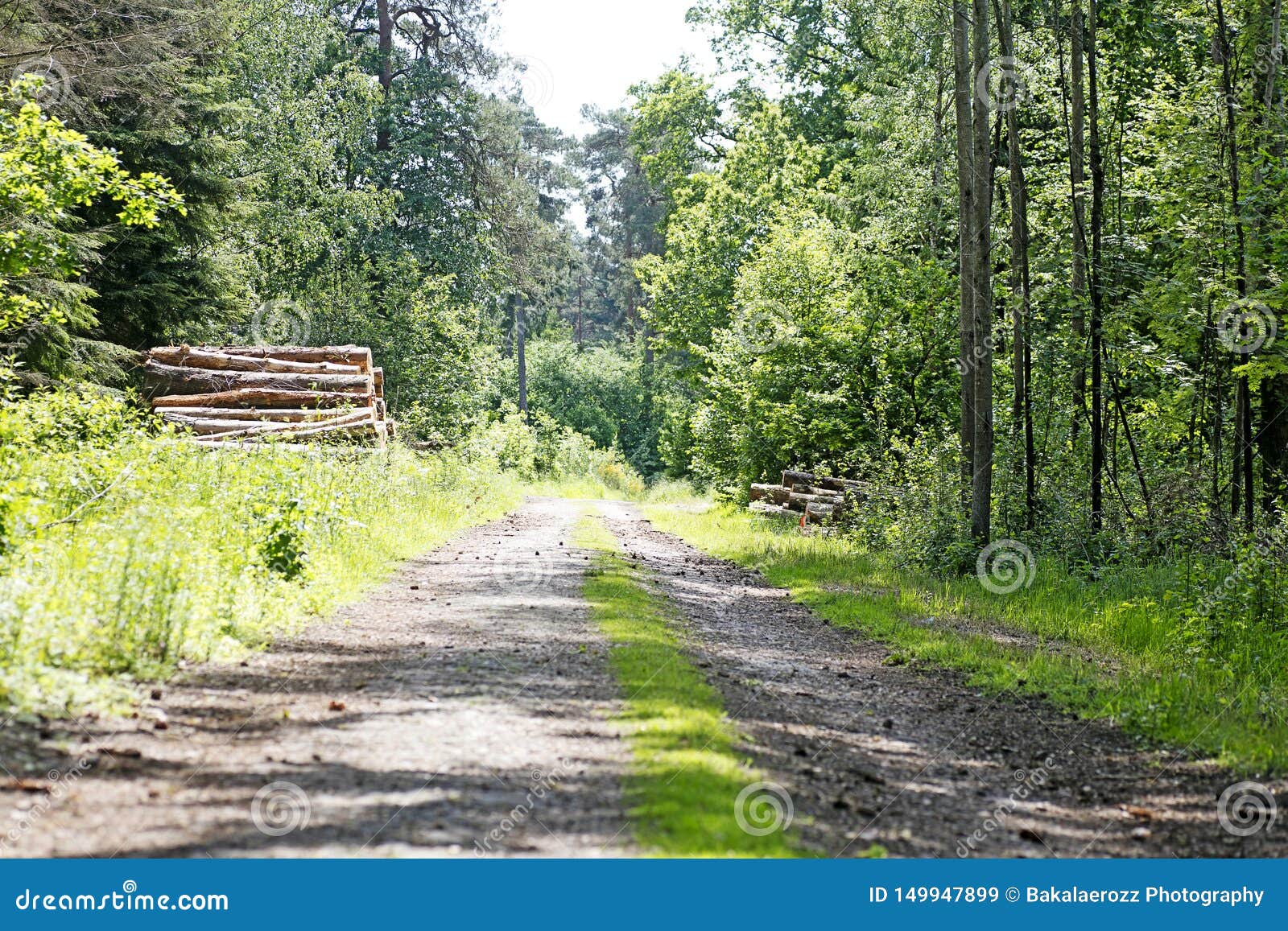 Old Road On Wold Forest Background Best Quality Stock Image - Image of ...
