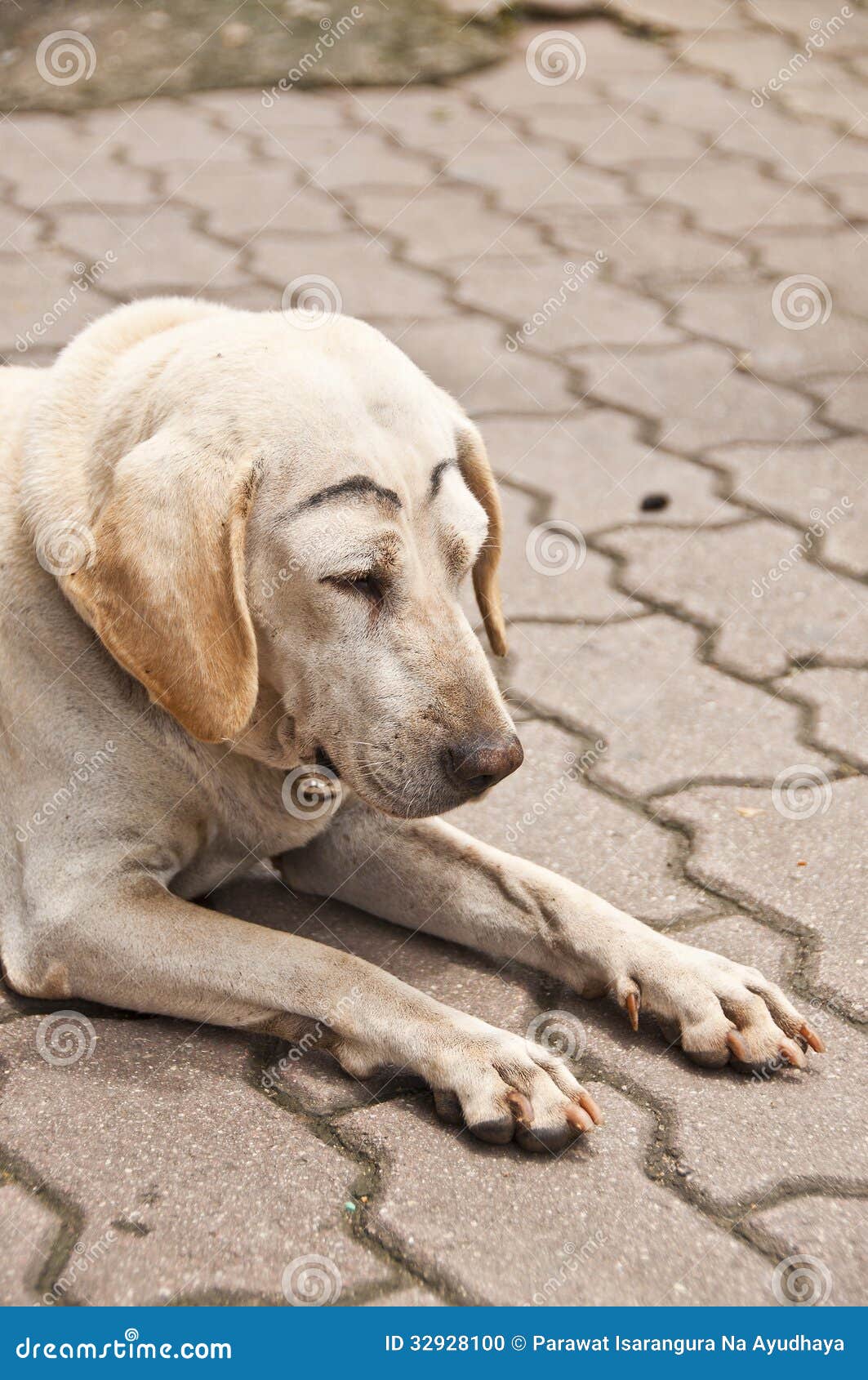 Old roadside dog. stock photo. Image of pointer, dogs - 32928100