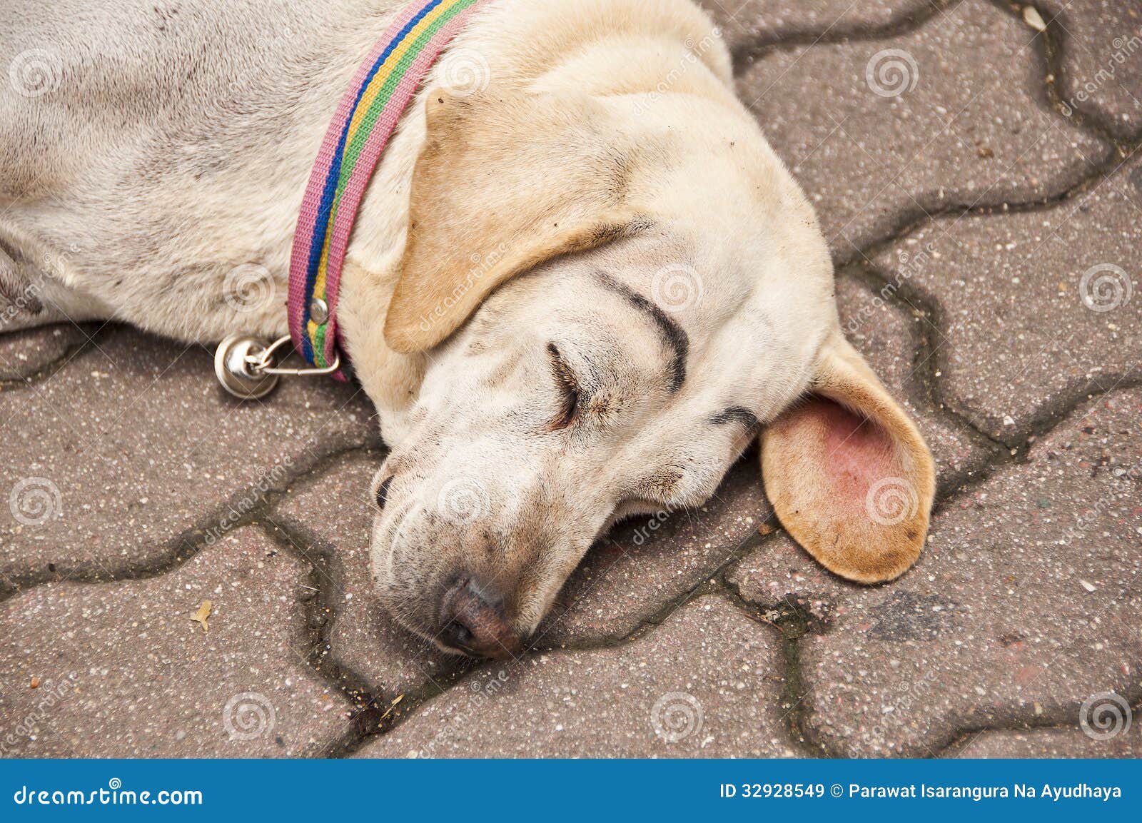 Old roadside dog. stock image. Image of face, friend - 32928549