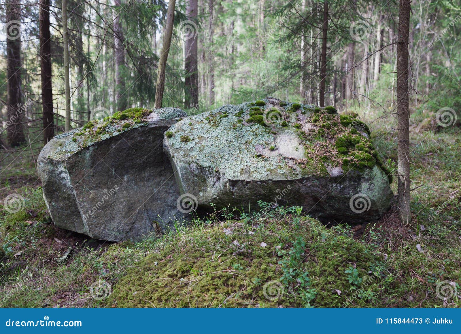 Rock Split By Tree Roots Stock Image | CartoonDealer.com #201262213