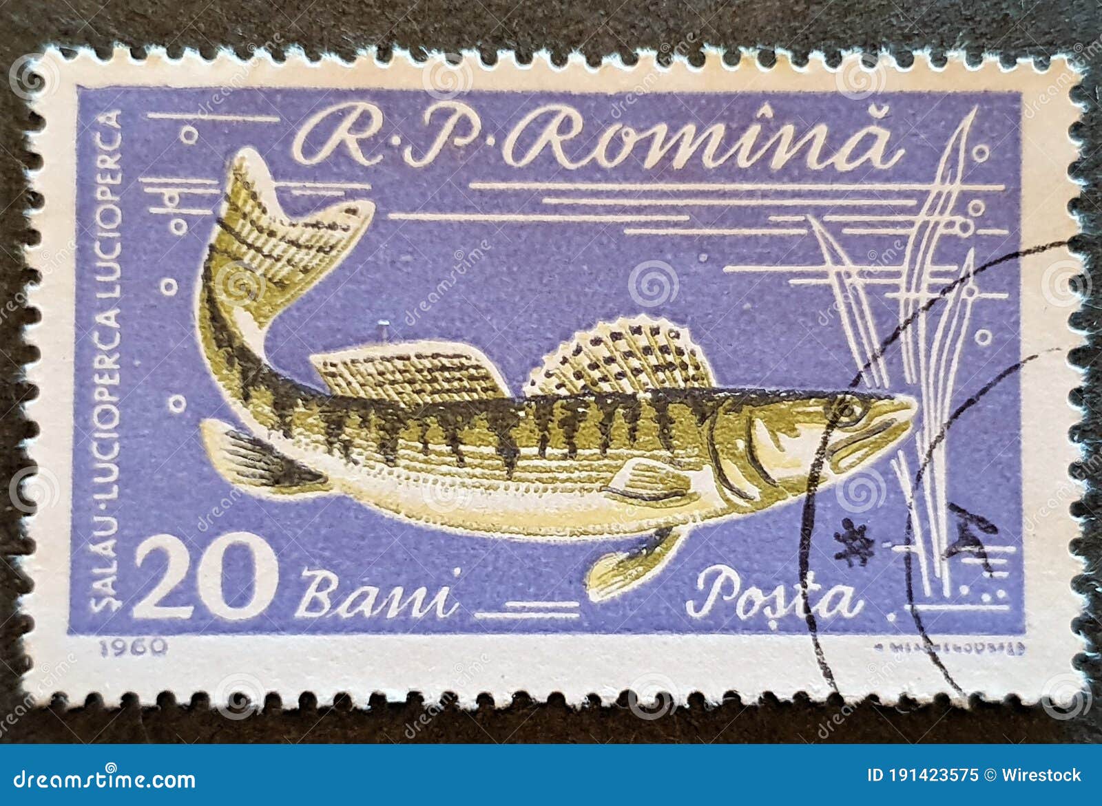 Old Romanian Stamp 1960 with the Image of a Fish Lucioperca Lucioperca ...