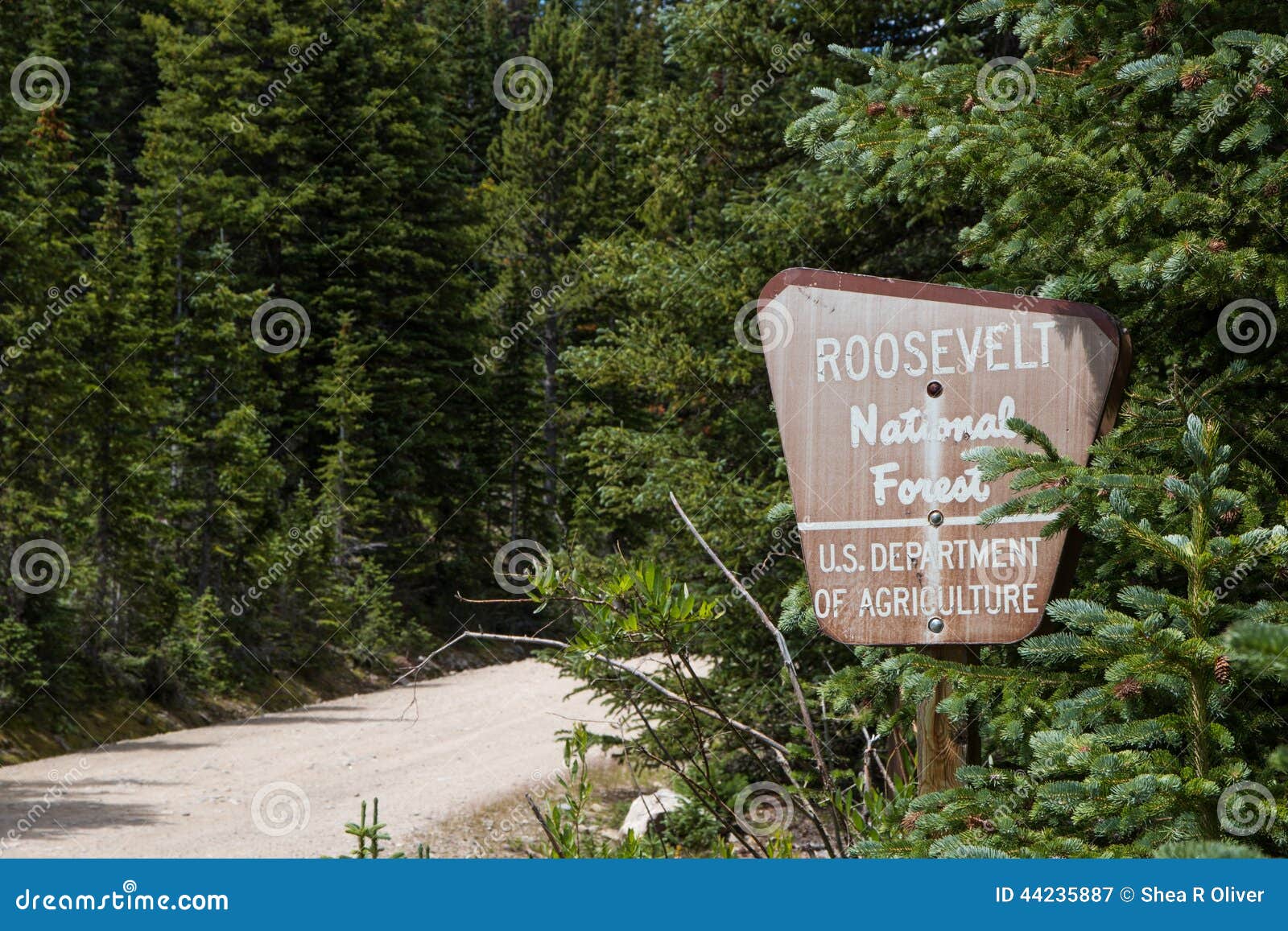 Old Roosevelt National Forest Sign Stock Image - Image of recreation ...