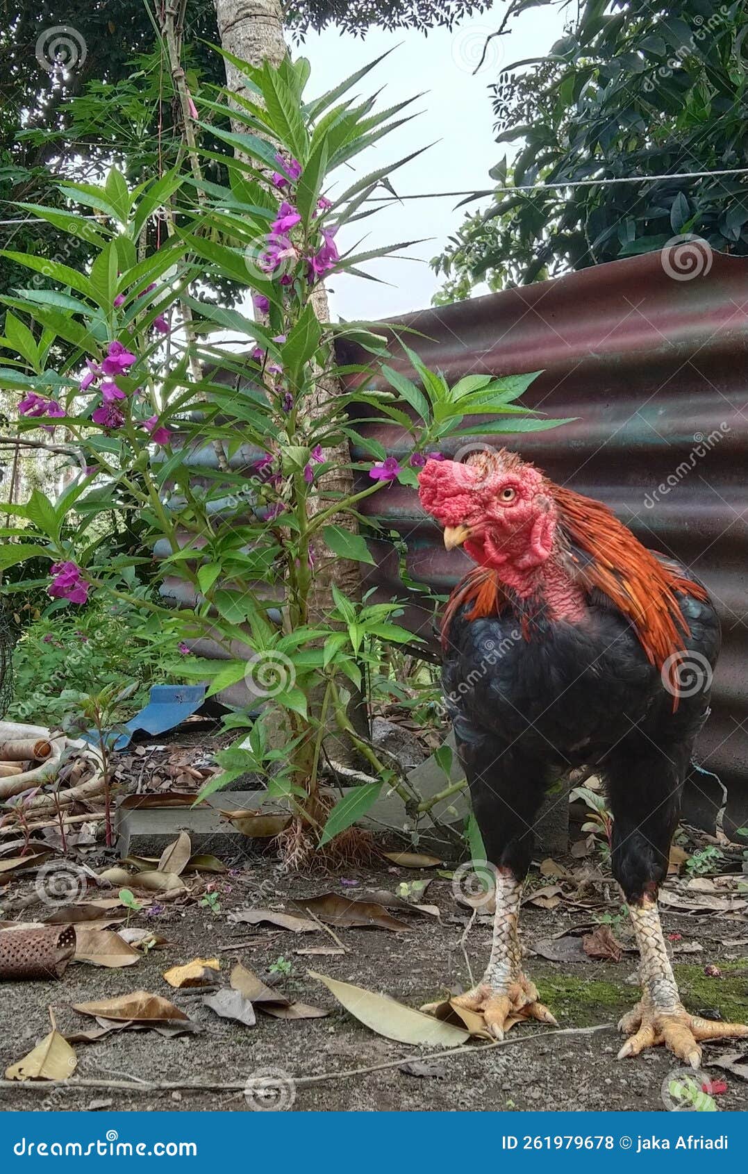 Old rooster in heartbreak stock photo. Image of waterbird - 261979678