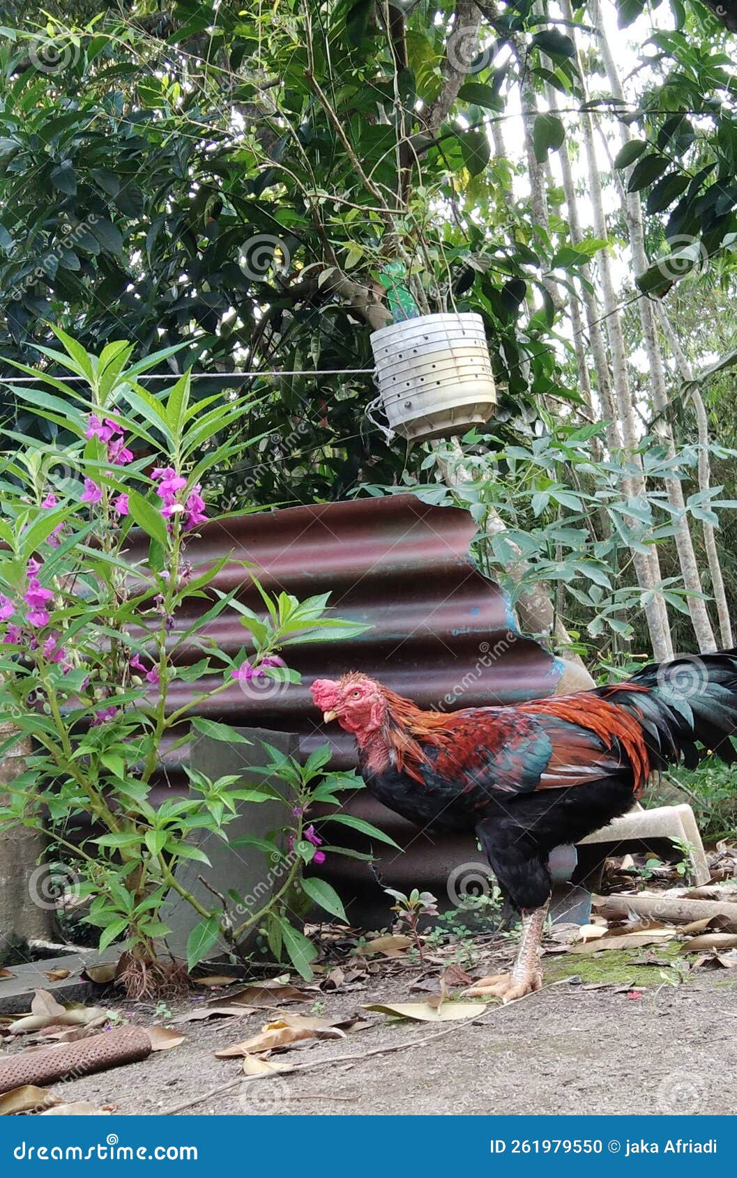 Old Rooster in the Moodiness of the Heart Stock Photo - Image of jungle ...