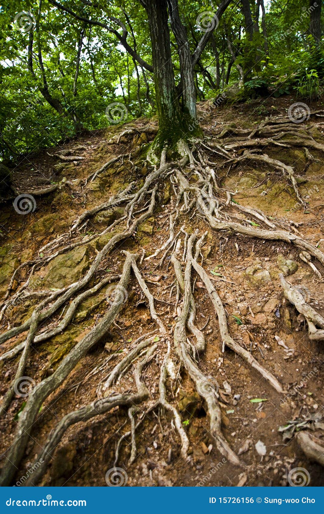 Old root stock photo. Image of mountain, natural, green - 15726156