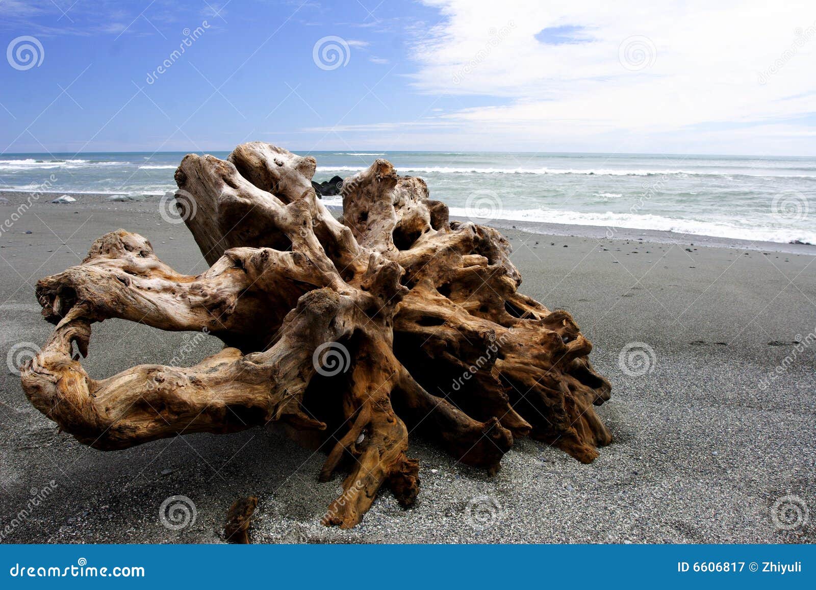 Old root on the beach stock image. Image of wood, beach - 6606817