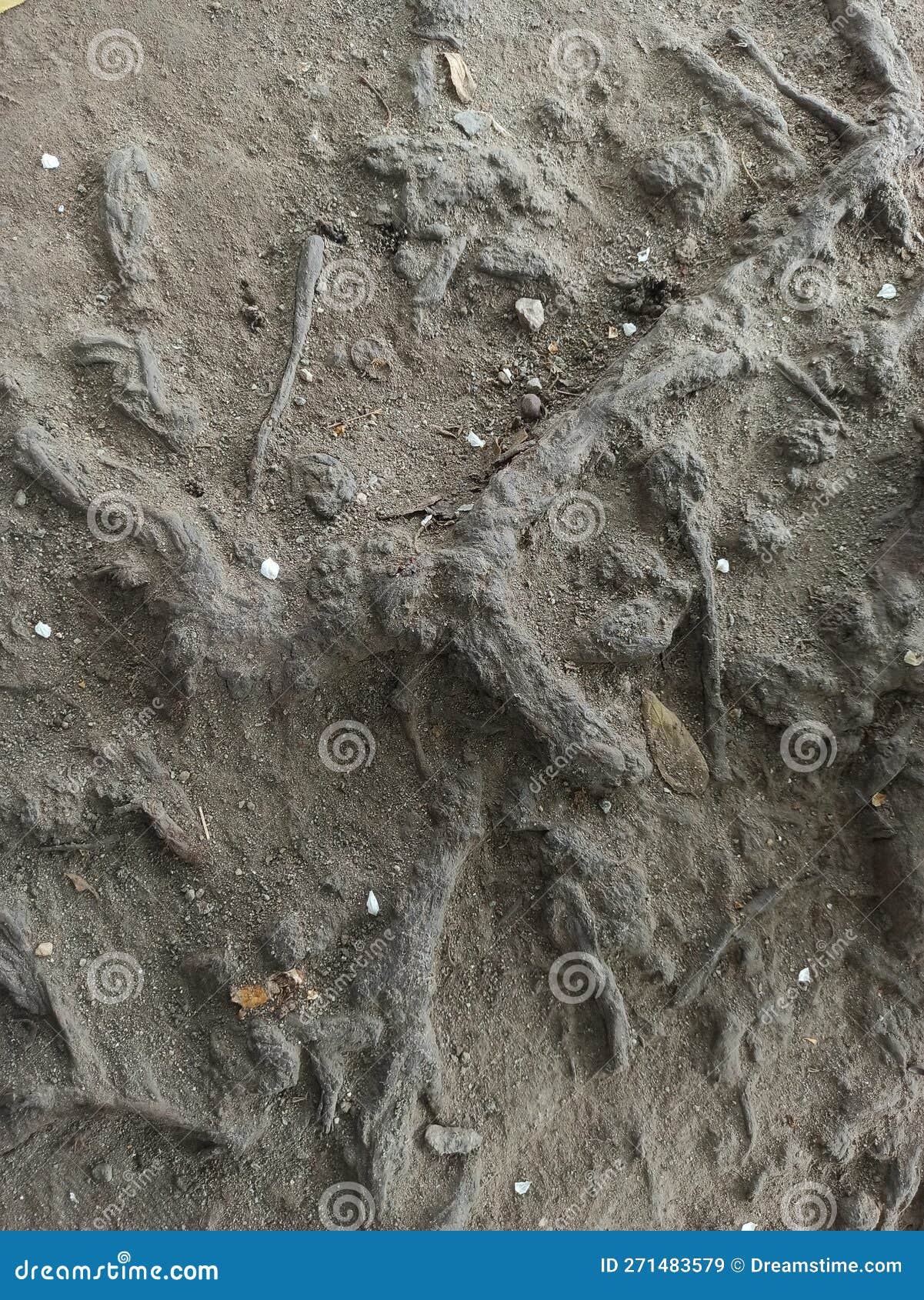 The old root from big tree stock image. Image of rock - 271483579