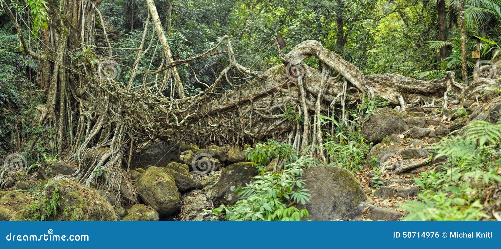 Old root bridge in India stock photo. Image of scenic - 50714976