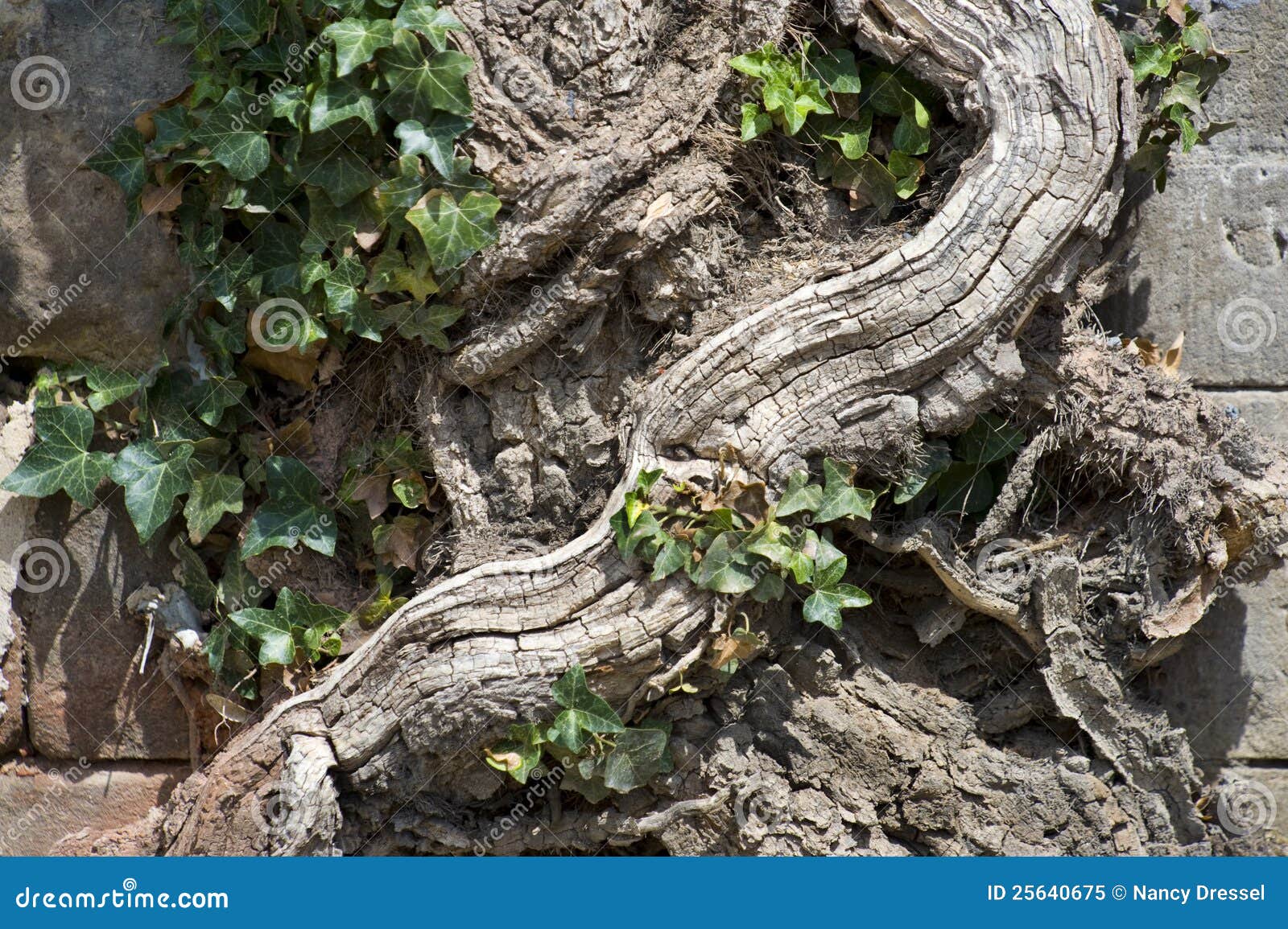 Old root destroying wall stock image. Image of plant - 25640675