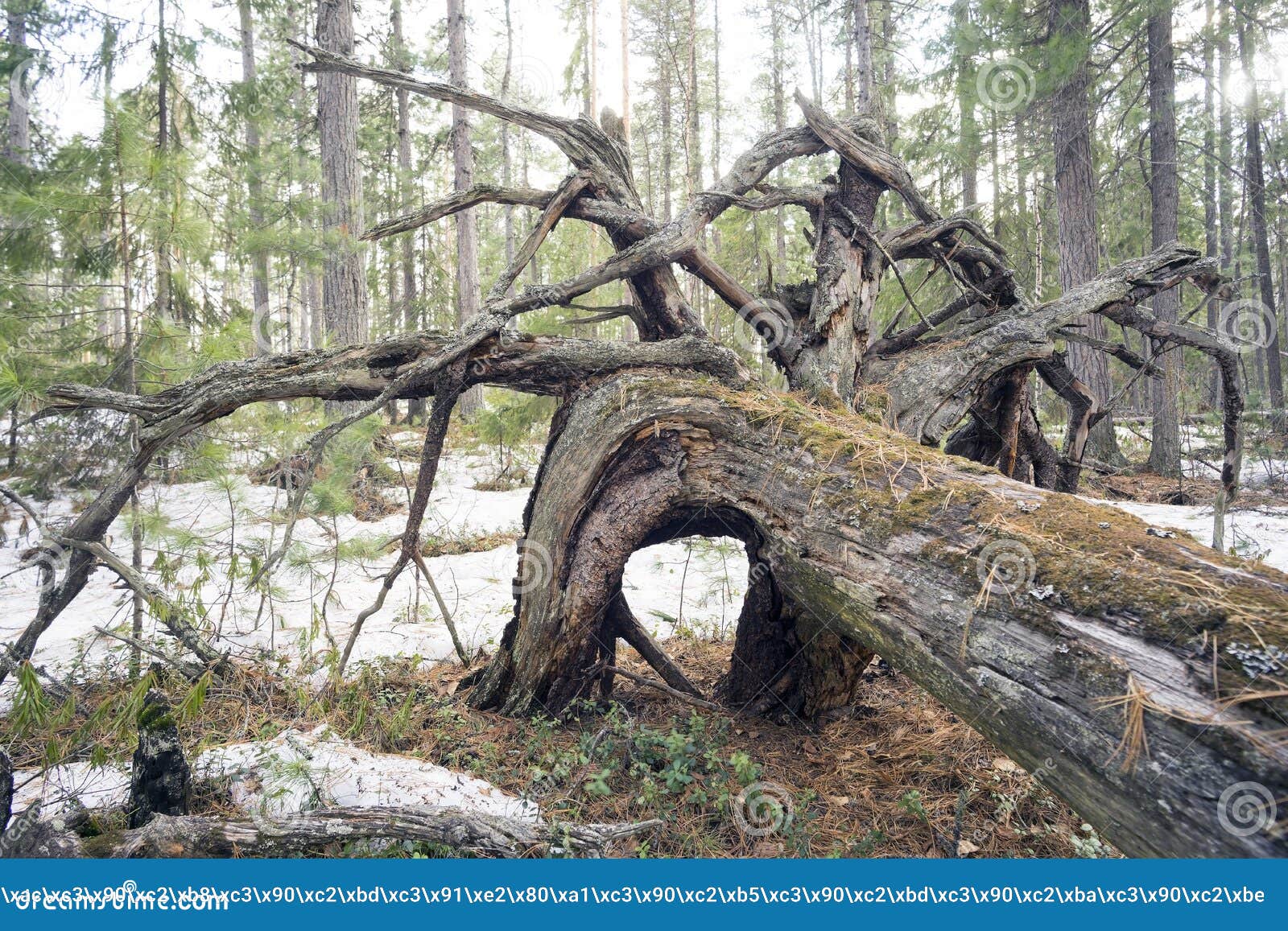 The old root dry cedar stock image. Image of system, pine - 53621169