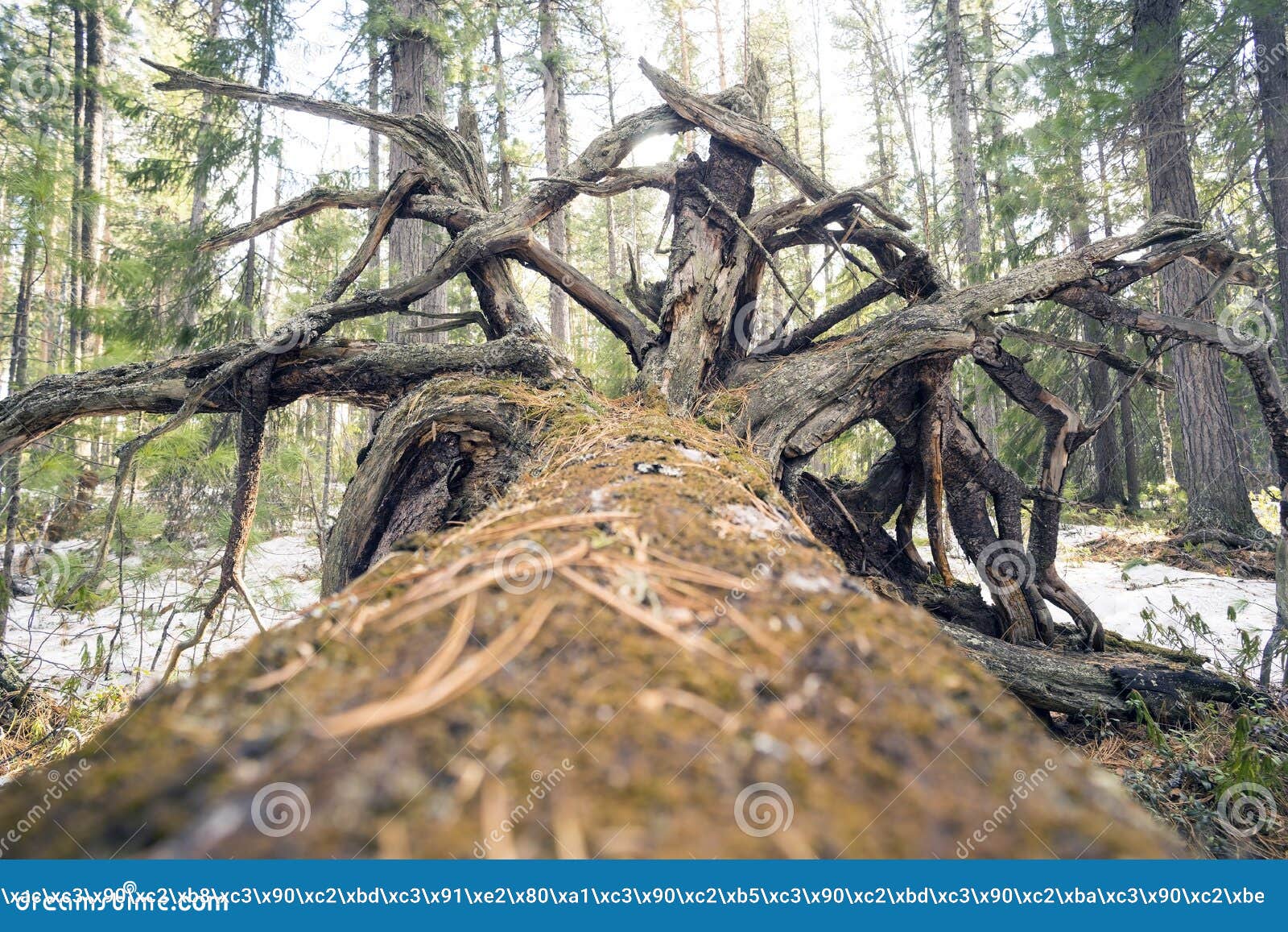 The old root dry cedar stock image. Image of tree, taiga - 53623181