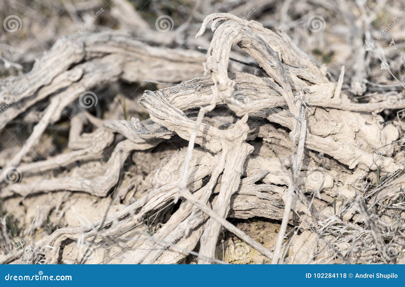 Old root plants in nature stock photo. Image of forest - 102284118
