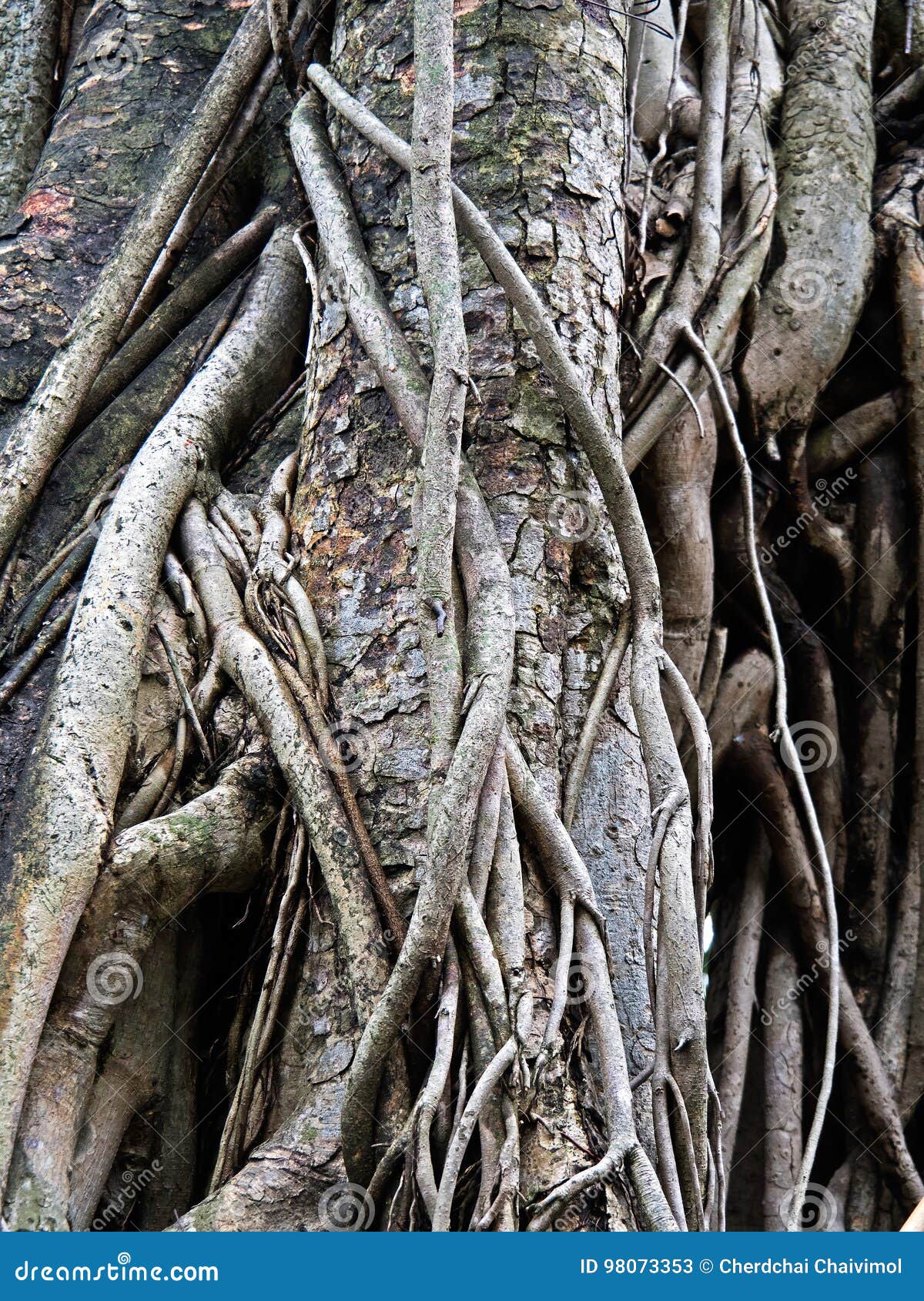 Old Root of Sacred Fig or Bodhi Tree Stock Image - Image of aged ...