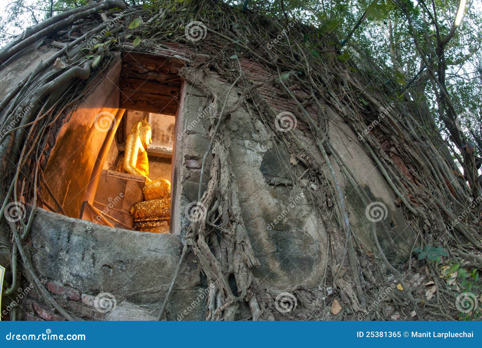 Old Root Tree Around Ancient Thai Church. Stock Image - Image of detail ...
