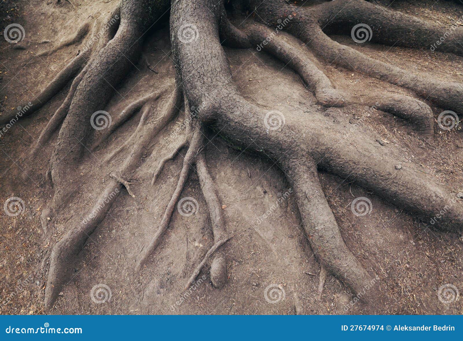 Old Root of Tree, in Forest. Landscape Stock Photo - Image of ...