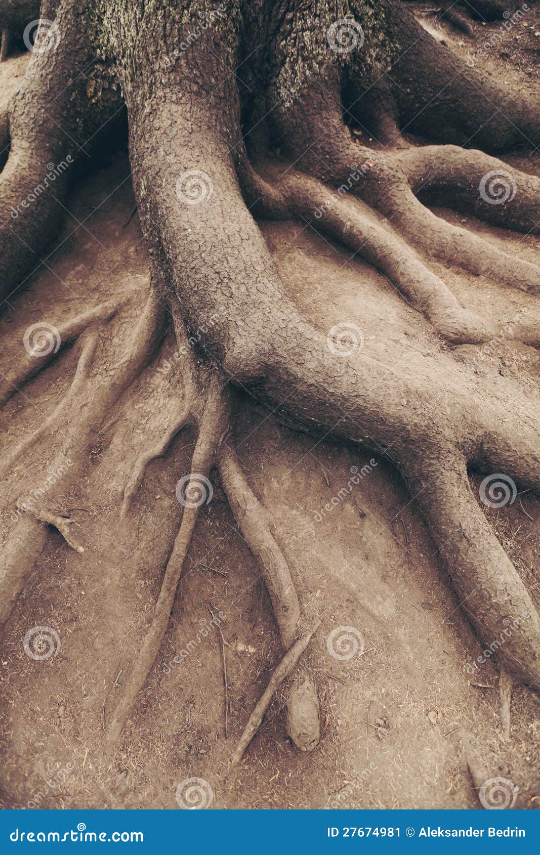 Old Root of Tree, in Forest. Landscape Stock Image - Image of dark ...