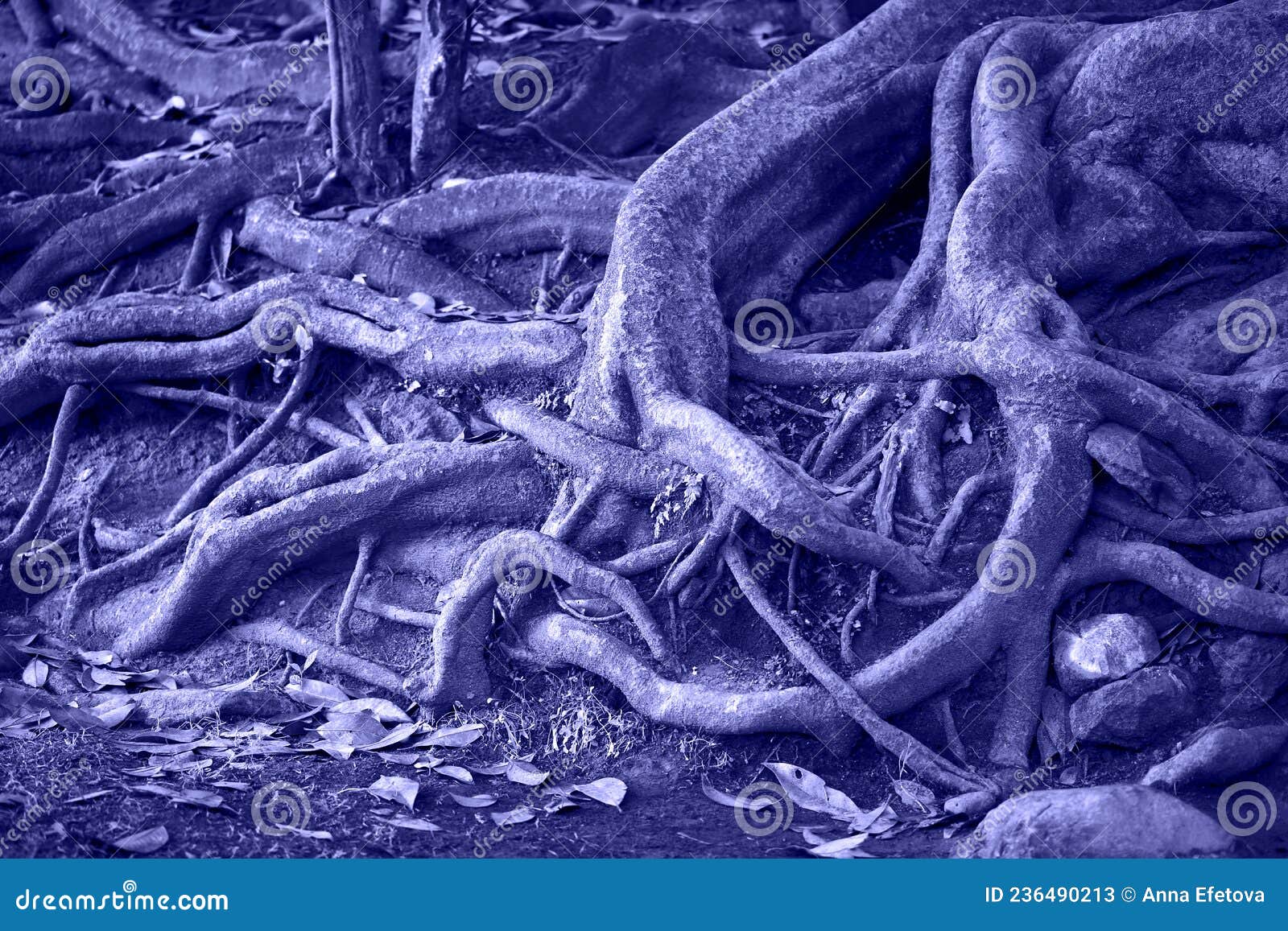 Old Root of the Tree in the Forest Stock Image - Image of branch ...