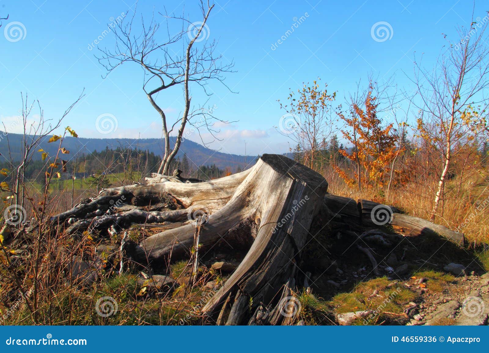 Old root stock photo. Image of leaves, root, autumn, trunk - 46559336