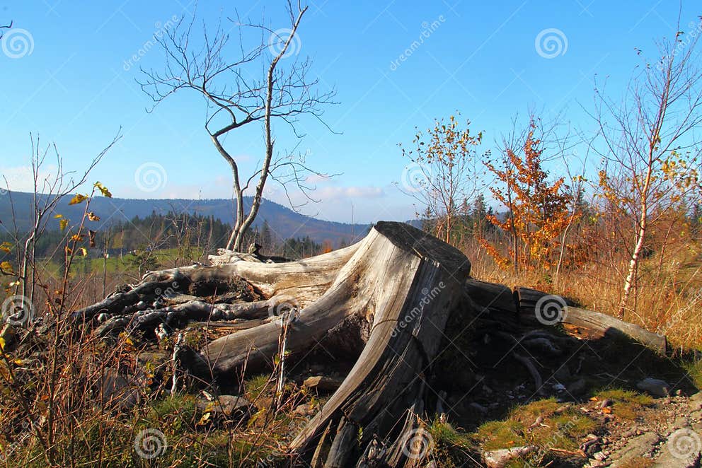 Old root stock photo. Image of leaves, root, autumn, trunk - 46559336