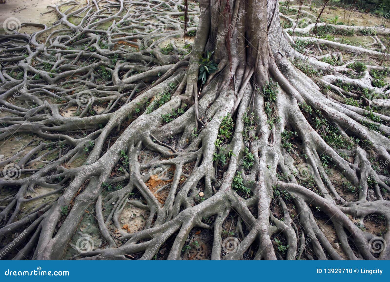 Old roots stock photo. Image of shadow, living, roots - 13929710