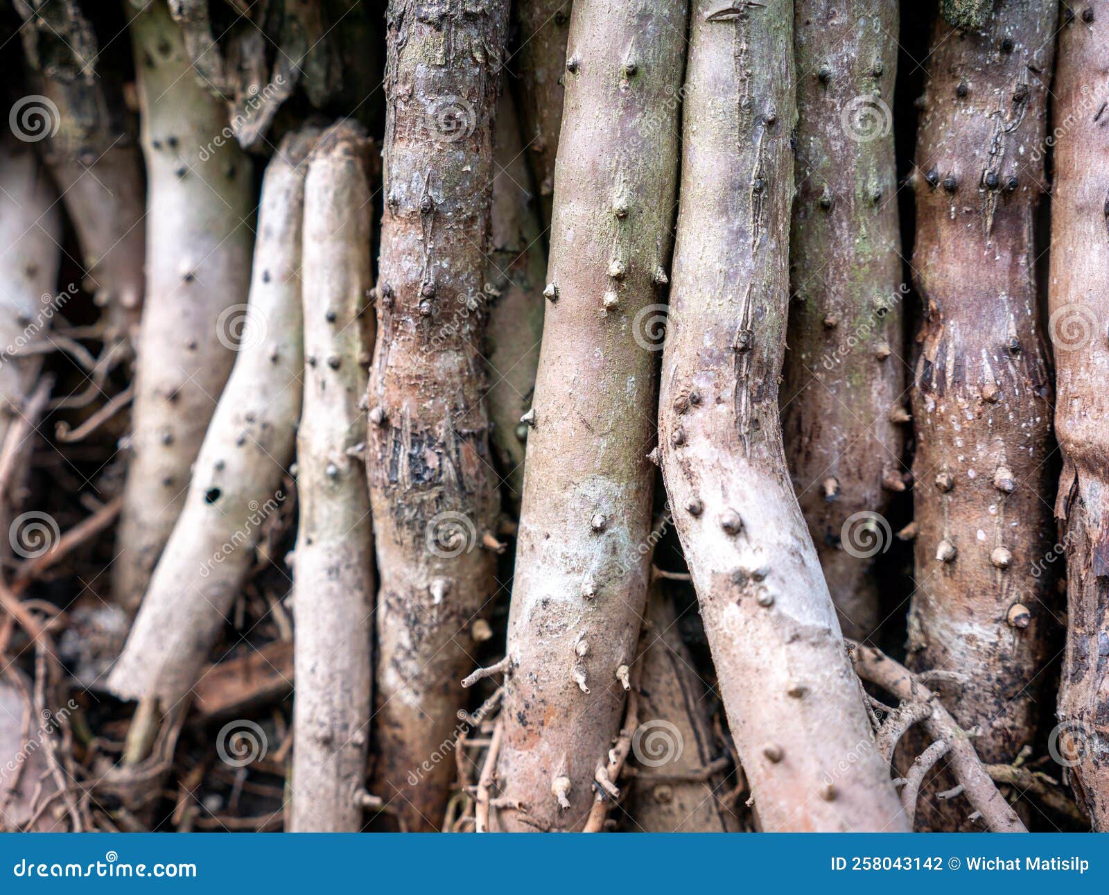 Old Roots with Thorns Arranging Stock Photo - Image of environmental ...