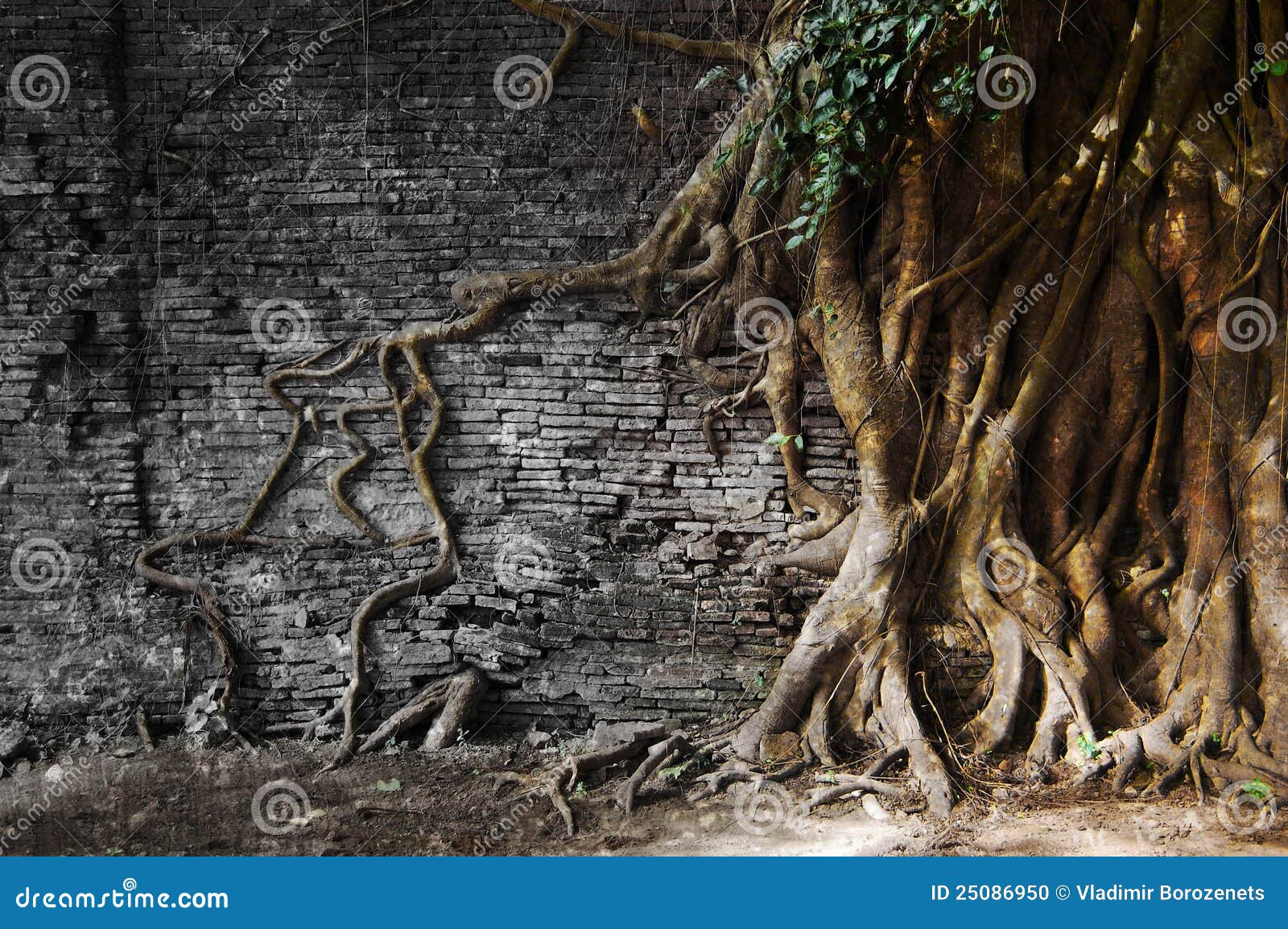 Roots Wall Background. Stock Photography | CartoonDealer.com #65060108