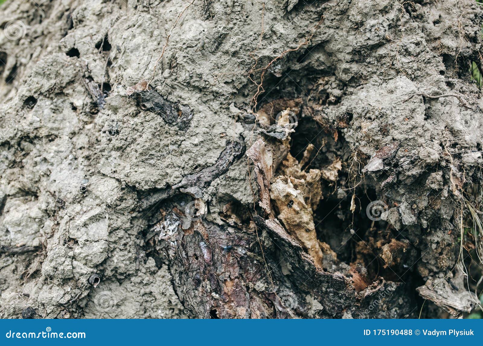 Old Roots of the Tree with Ground. Natural Texture Background Stock ...