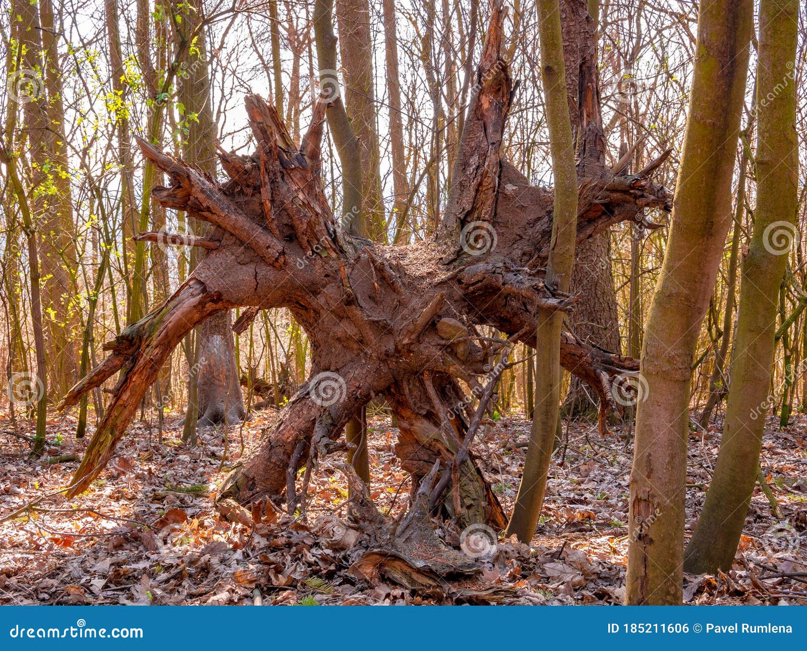 Old Roots of Uprooted Tree in the Forest Stock Photo - Image of gust ...