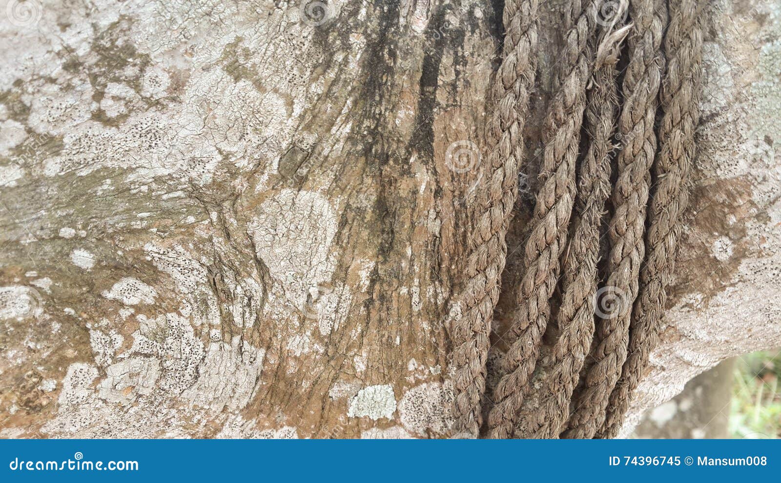 Old rope stock image. Image of bark, rugged, dirty, lumber - 74396745