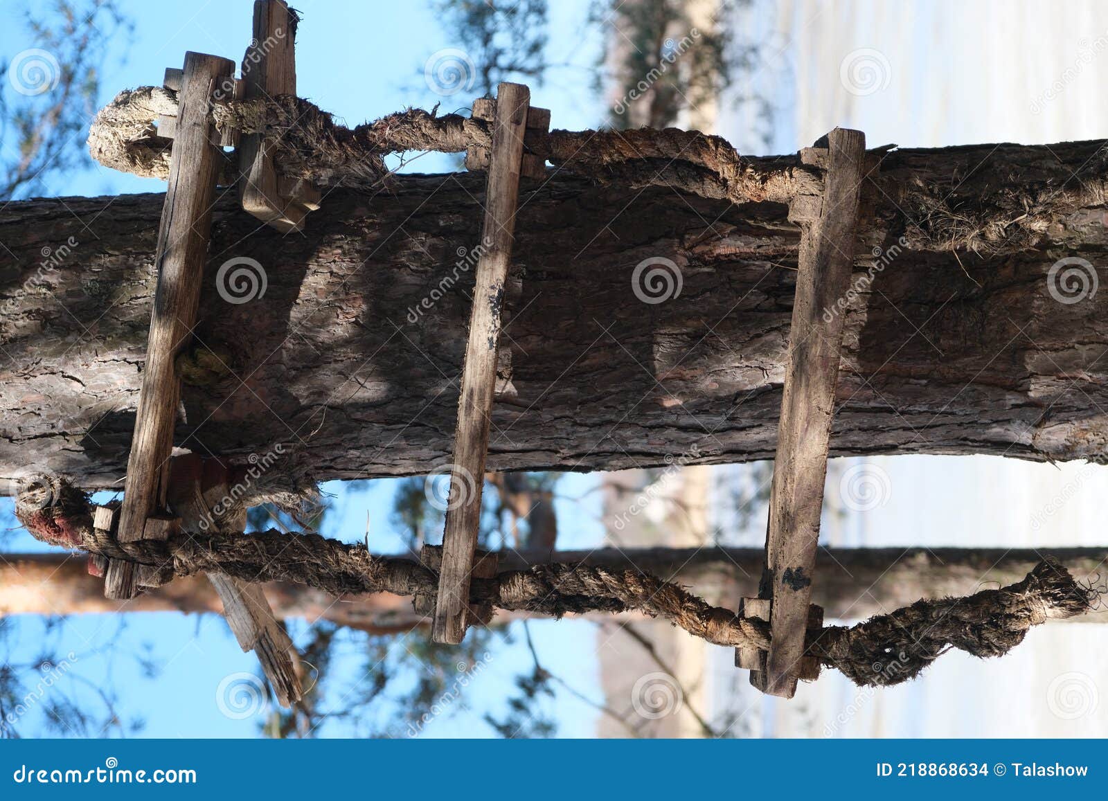 Old rope ladder on a tree stock photo. Image of female - 218868634
