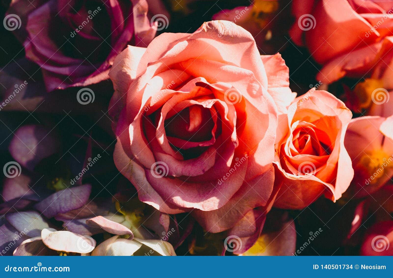 Old rose background stock photo. Image of field, colorful - 140501734