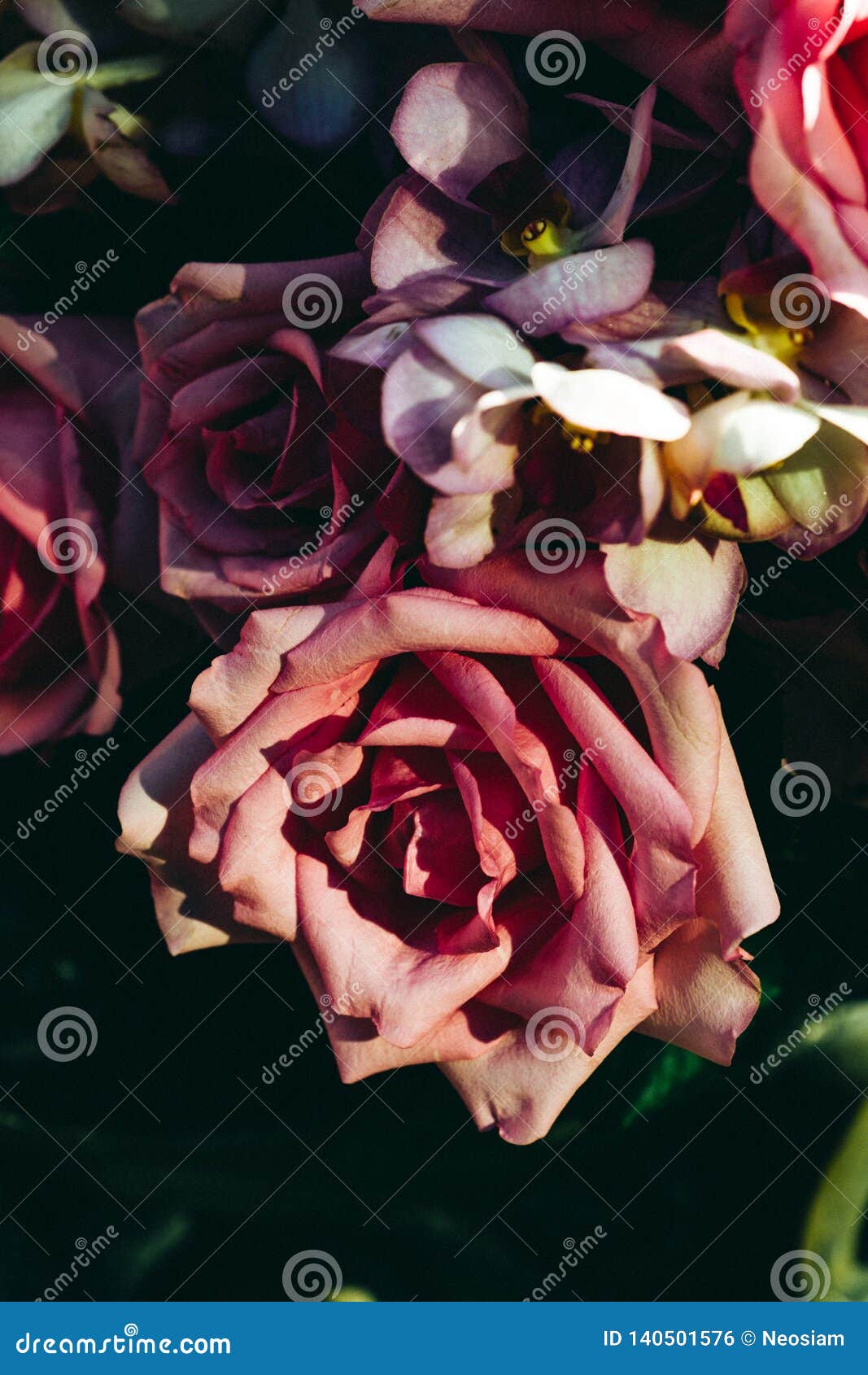 Old rose background stock photo. Image of blossom, acrylic - 140501576