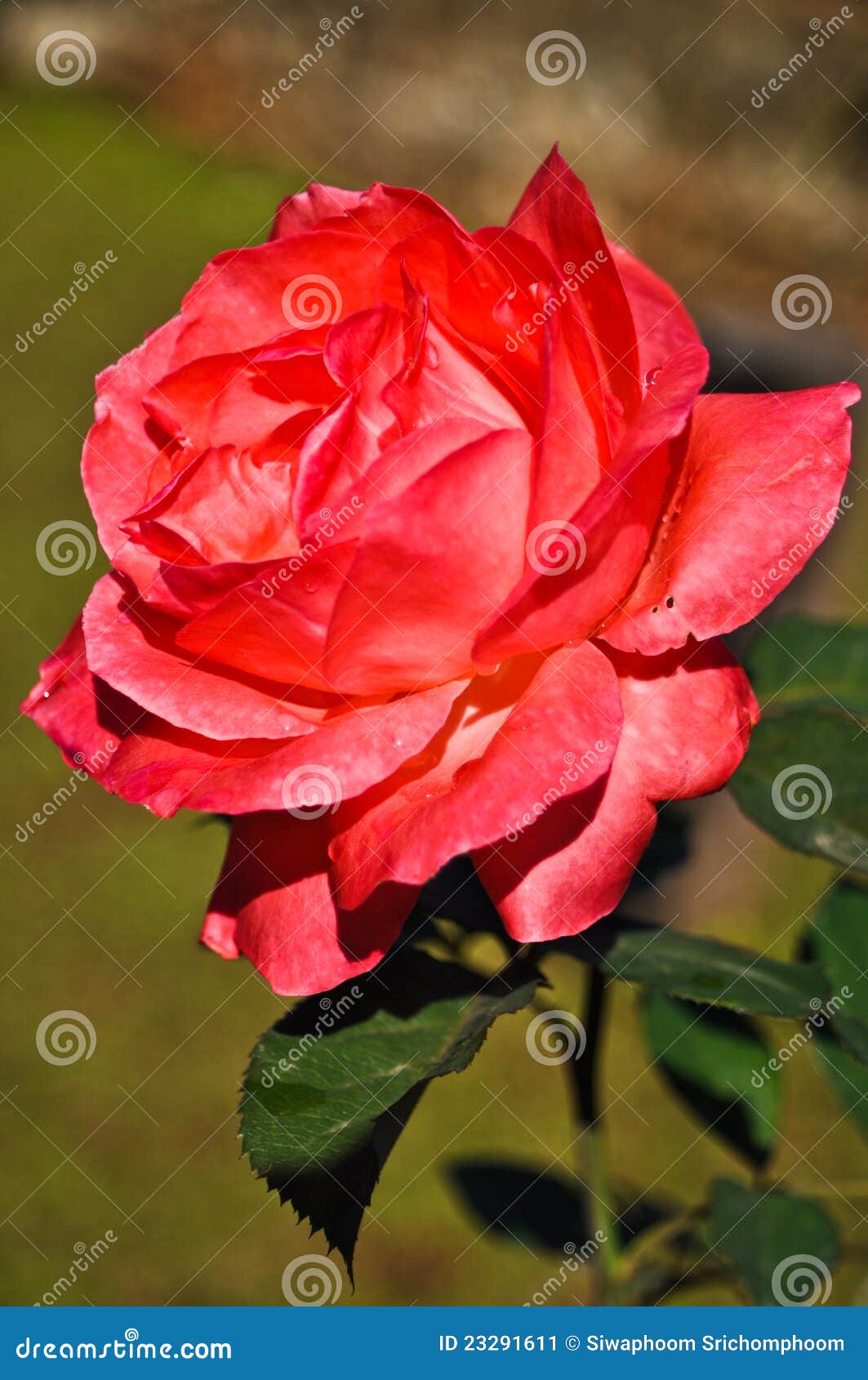 Old rose flower stock image. Image of element, flower - 23291611