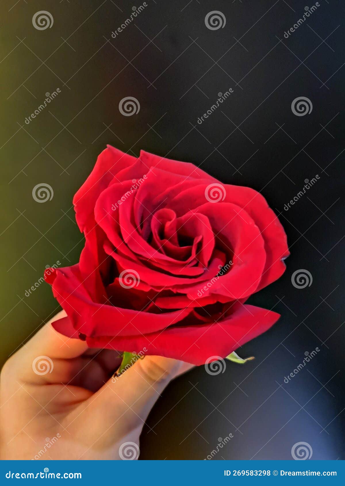 Old rose in hand stock photo. Image of flor, rose, rosa - 269583298