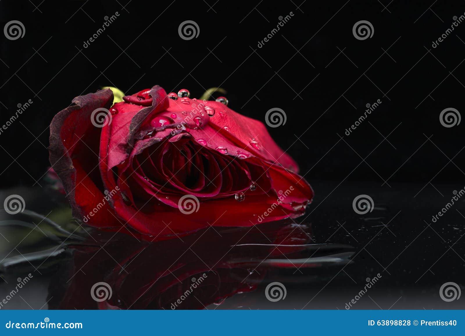 Old rose stock photo. Image of puddle, nature, falling - 63898828