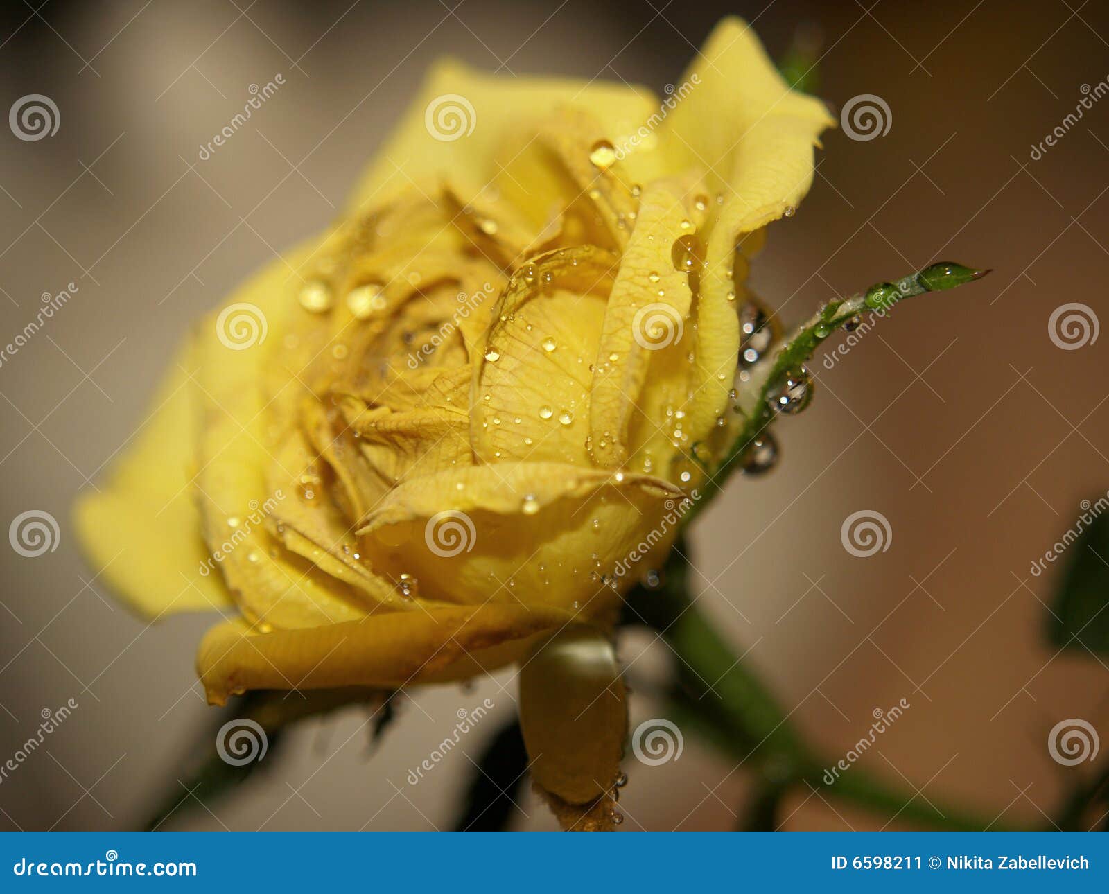 Old rose with water drops stock image. Image of blur, refresh - 6598211