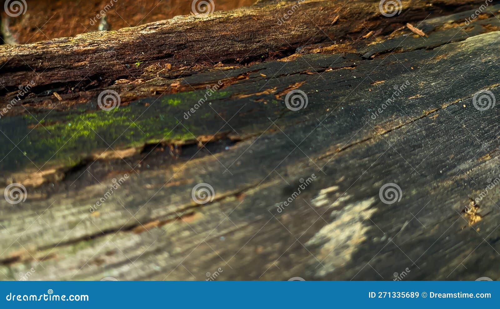 Old Rotted and Damp Log with Cracks and Moss. Empty Space for Design ...