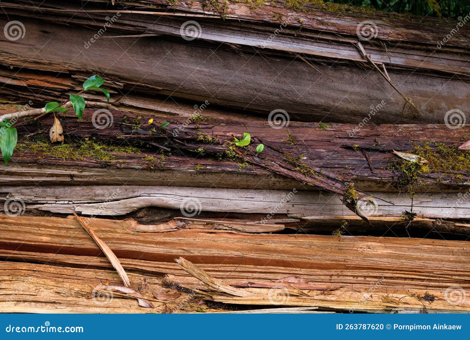 An Old Rotted Log on the Forest Floor. Rotten Logs in the Middle of the ...