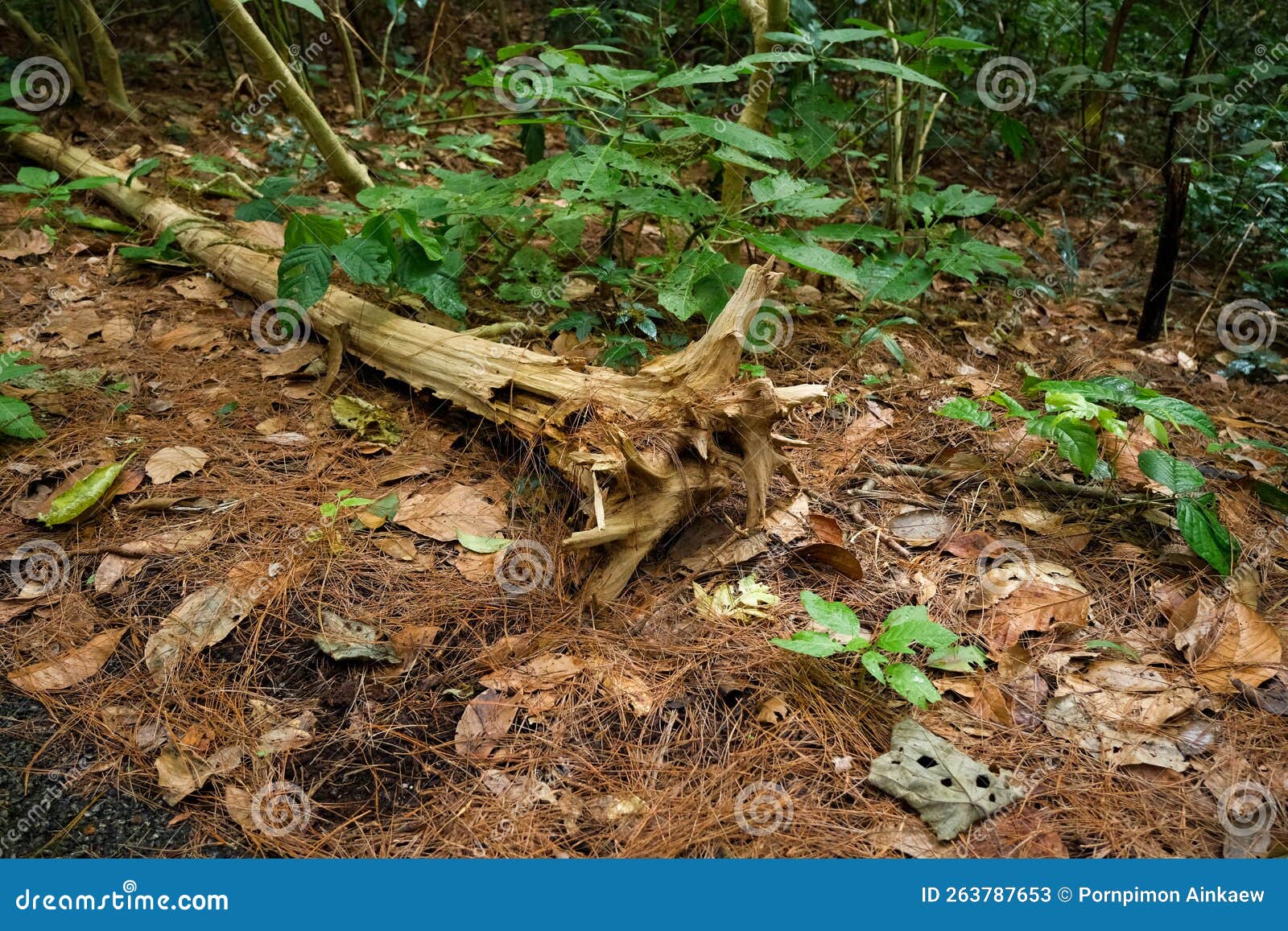 An Old Rotted Log on the Forest Floor. Rotten Logs in the Middle of the ...
