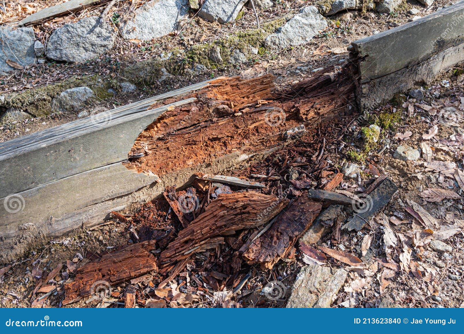 An Old Rotted Tree Shattered into Pieces Stock Photo - Image of rough ...
