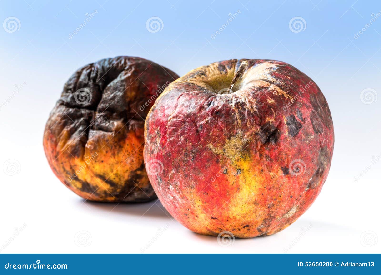 Old rotten apple stock photo. Image of disgust, spoiled - 52650200