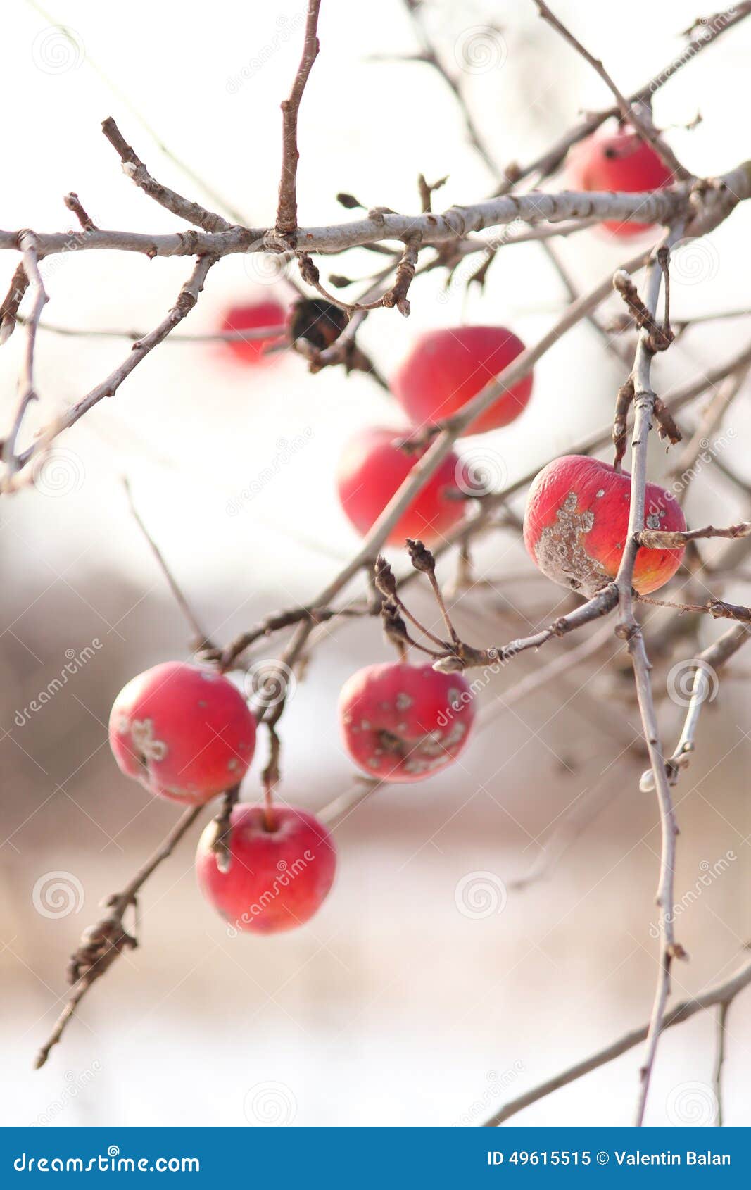An old rotten apple stock image. Image of food, agriculture - 49615515
