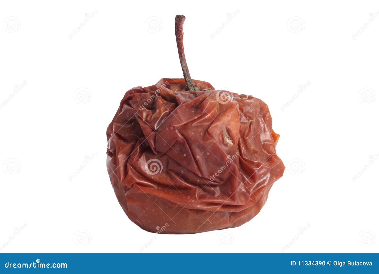 Old Rotten Apple Isolated on White Stock Photo - Image of stem, rotting ...