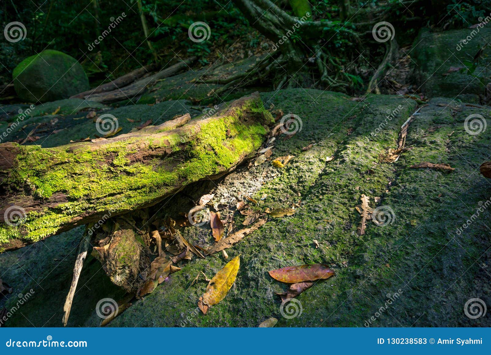 Old Rotten Branch Stranded on a Rock Stock Image - Image of autumn ...