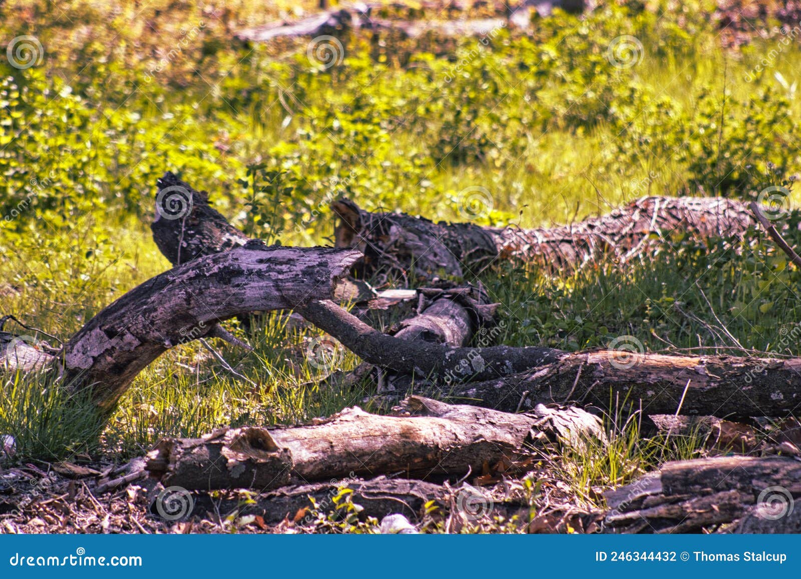 Fallen Branches in Forest Opening Stock Photo - Image of grass, branch ...