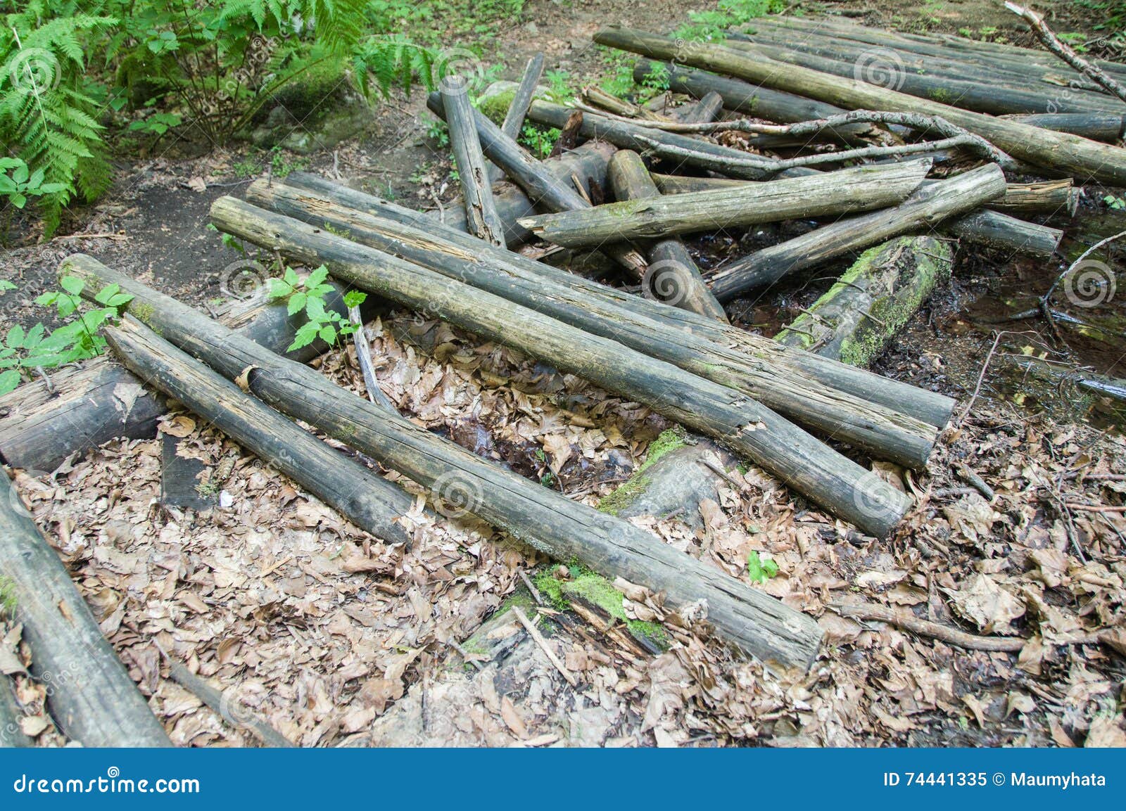 Old Rotten Bridge in the Forest Stock Image - Image of beauty, bridge ...