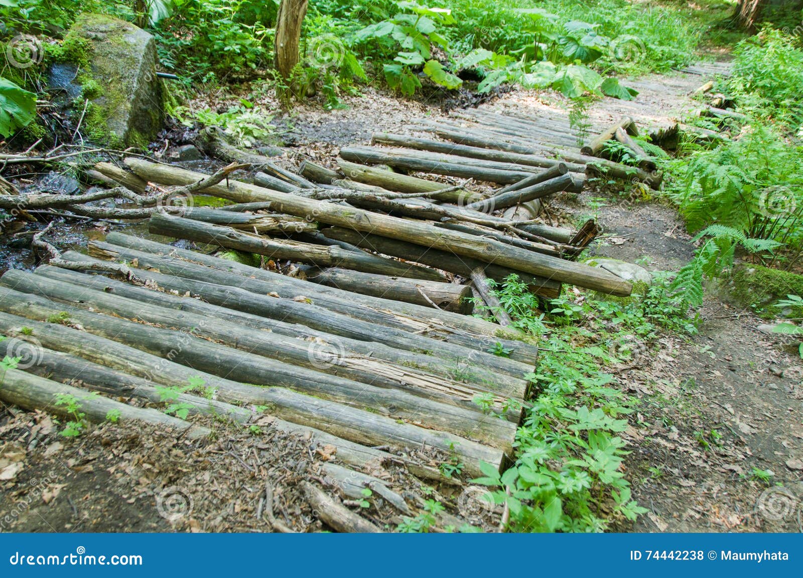 Old Rotten Bridge in the Forest Stock Photo - Image of peace, hiking ...