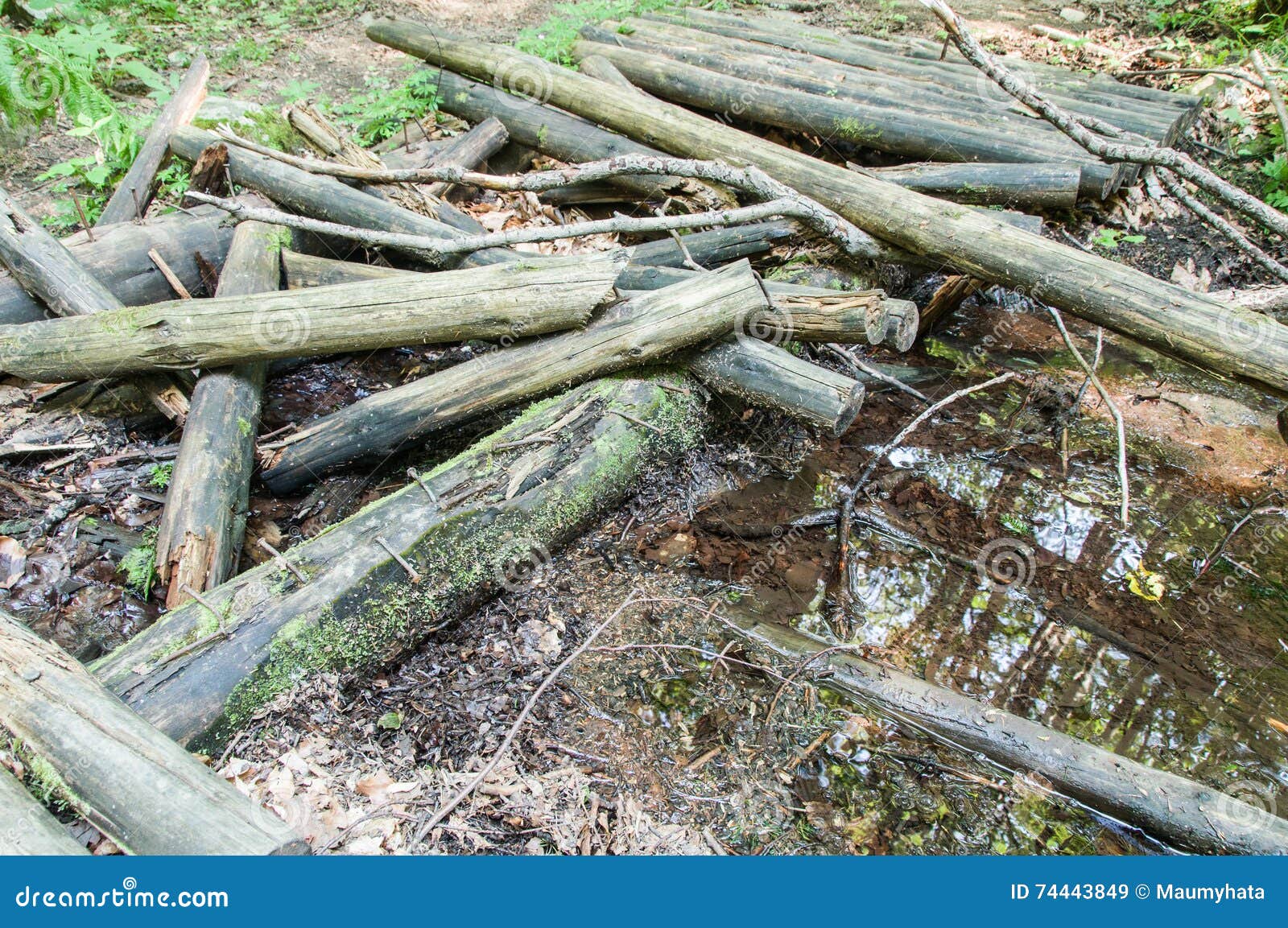Old Rotten Bridge in the Forest Stock Image - Image of germany, bole ...