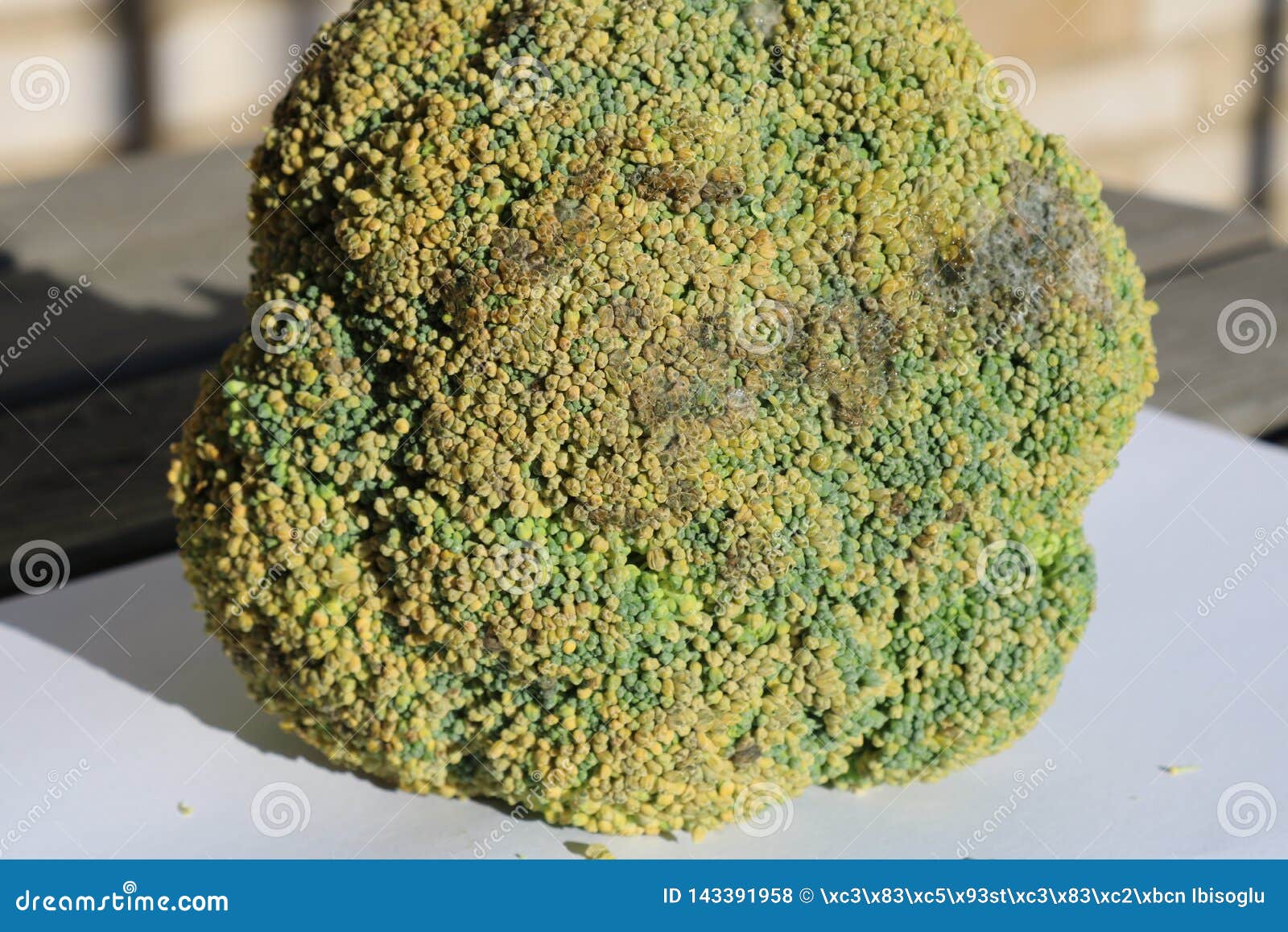 Old Rotten Broccoli on White. Stock Photo - Image of isolated, white ...